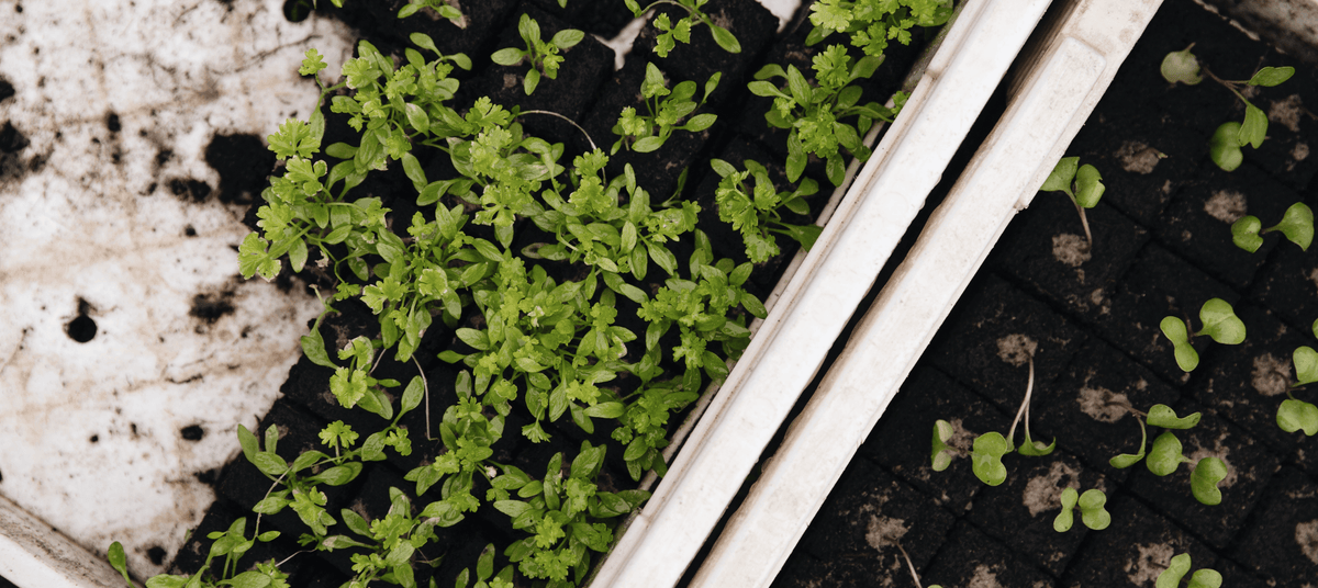 Moestuinplantjes - Wanneer kun je wat bestellen? – PLUKKERS