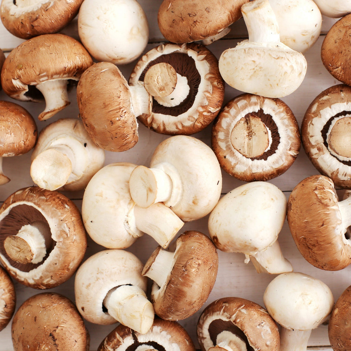 Cultiver des champignons en 5 étapes – PLUKKERS