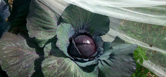 Sowing red cabbage: from seedling to firm cabbage | Plukkers.com