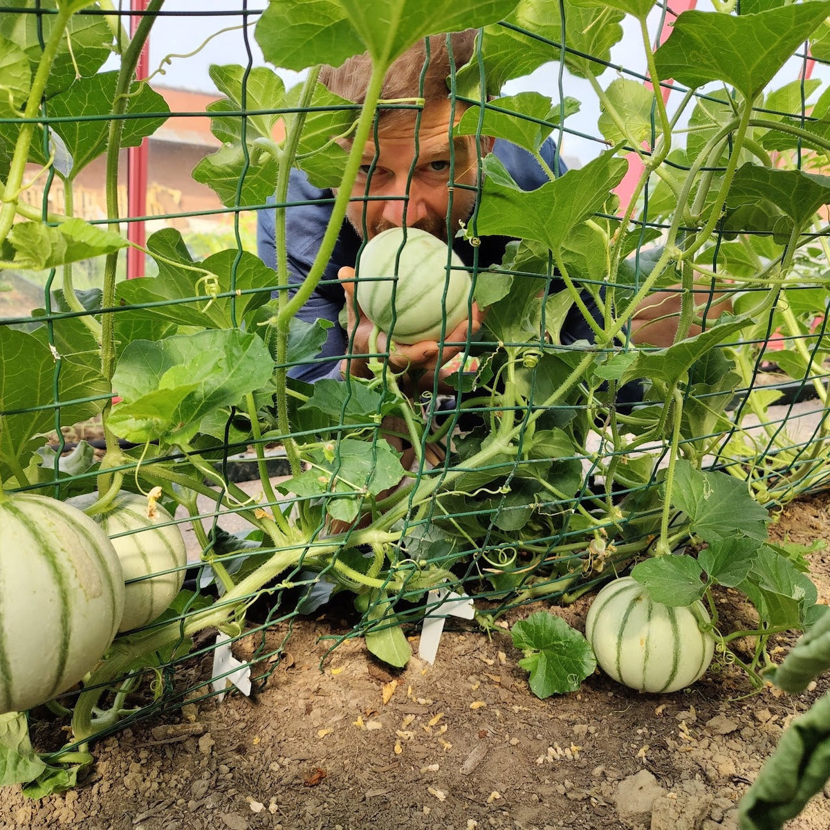Cultiver des melons : de la graine à la récolte juteuse – Votre guide ...