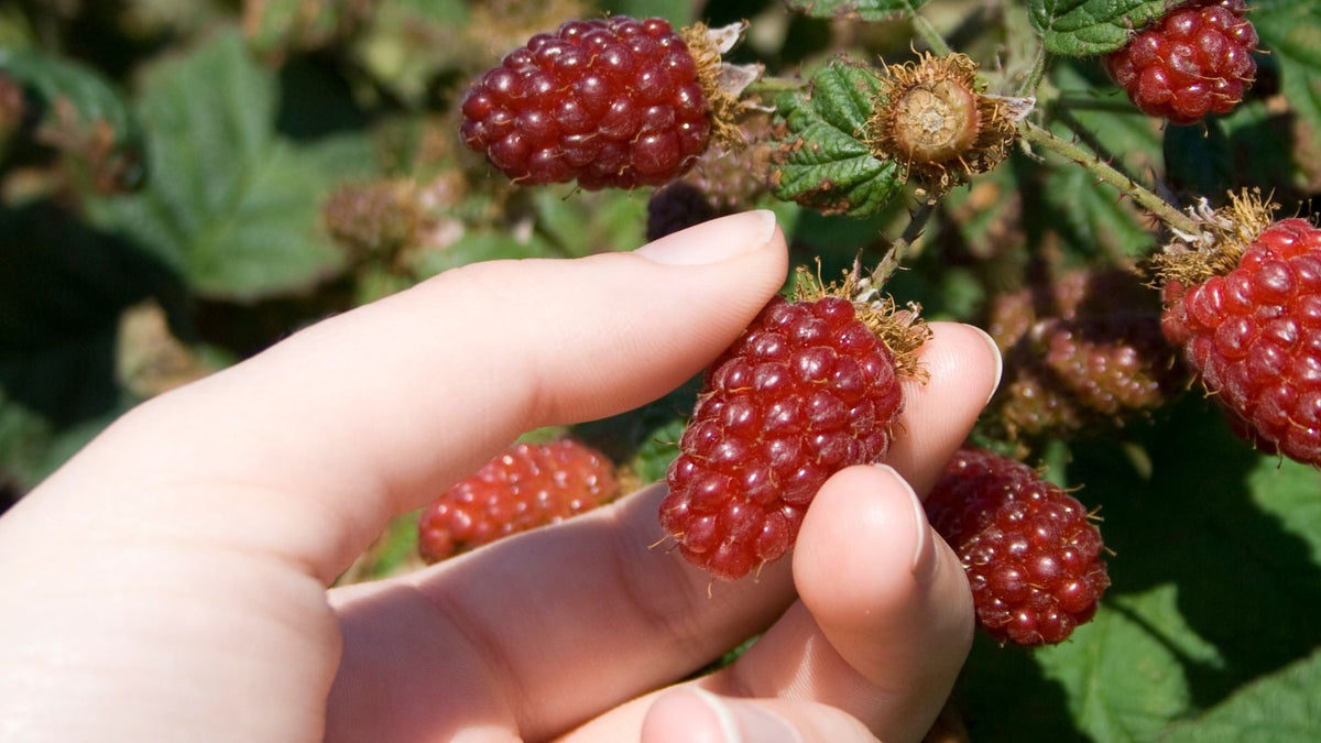 Cultiver du Tayberry | Conseils de plantation, de taille et de ...