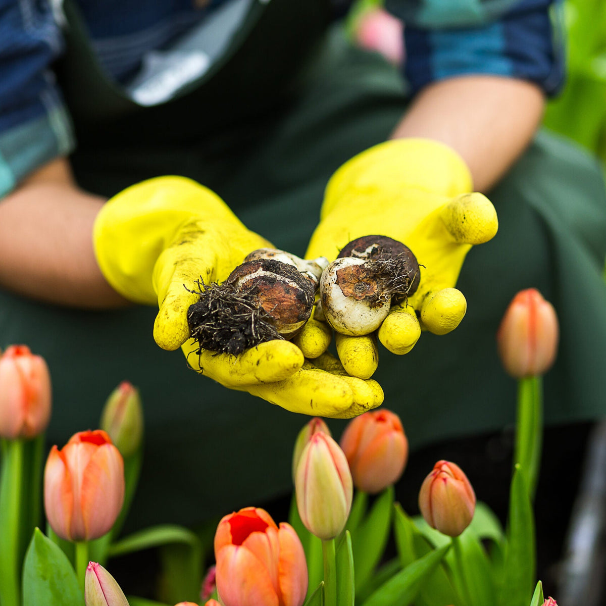 Planter des bulbes de tulipes – Plukkers.com