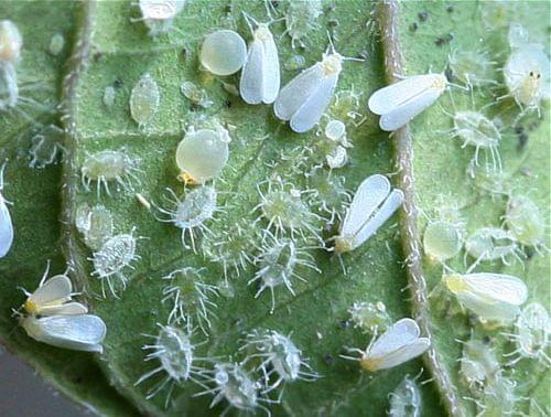 Luttez contre les aleurodes sur vos plants de potager – Plukkers.com