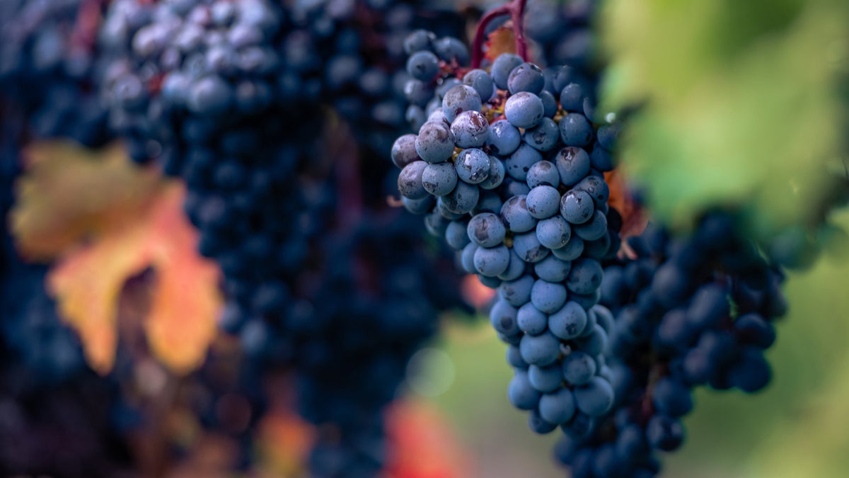 Vignes – PLUKKERS