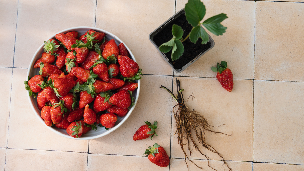 Achetez des plants de fraisiers bio ! Récoltez de délicieuses récoltes ...