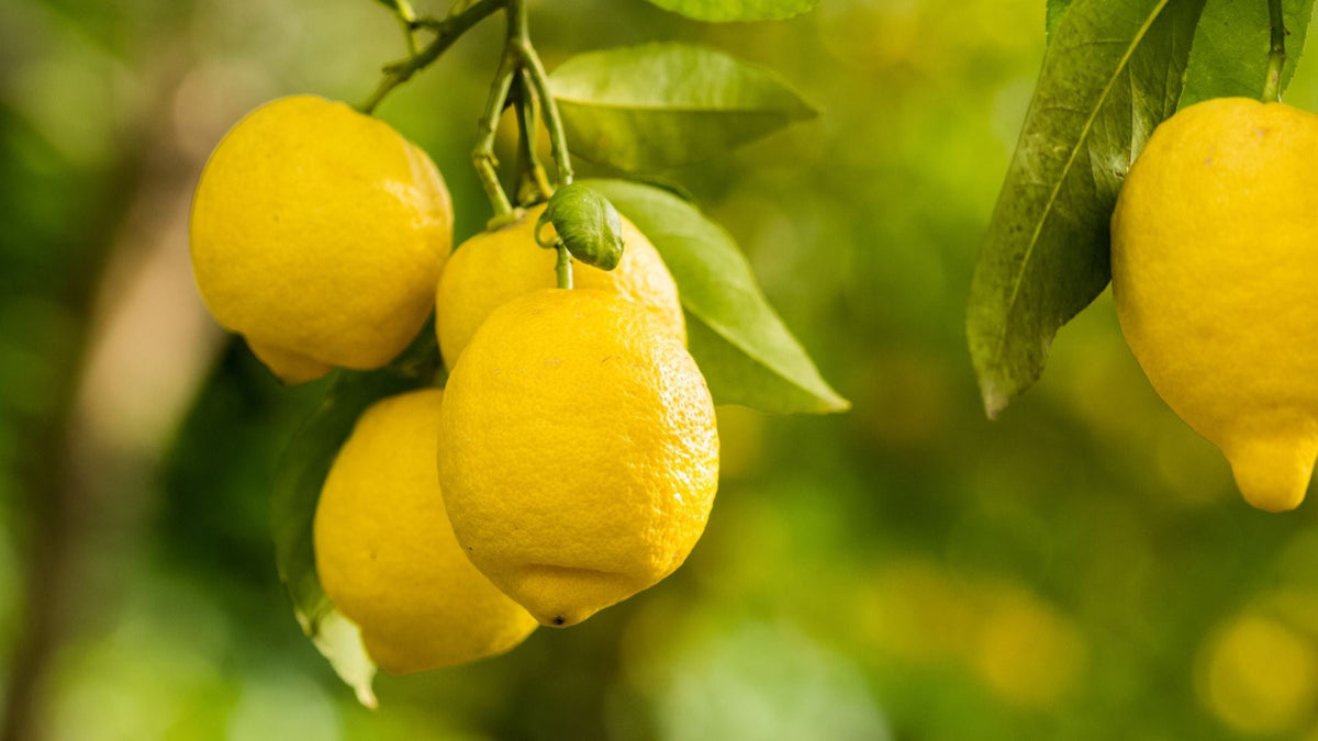 Acheter un citronnier ? Cultivez vos propres fruits méditerranéens ...