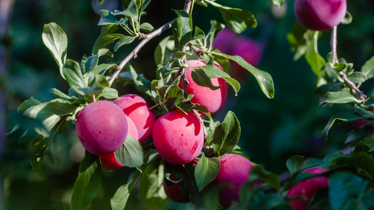 Achetez un prunier bio ! Savourez des fruits purs | Plukkers.com