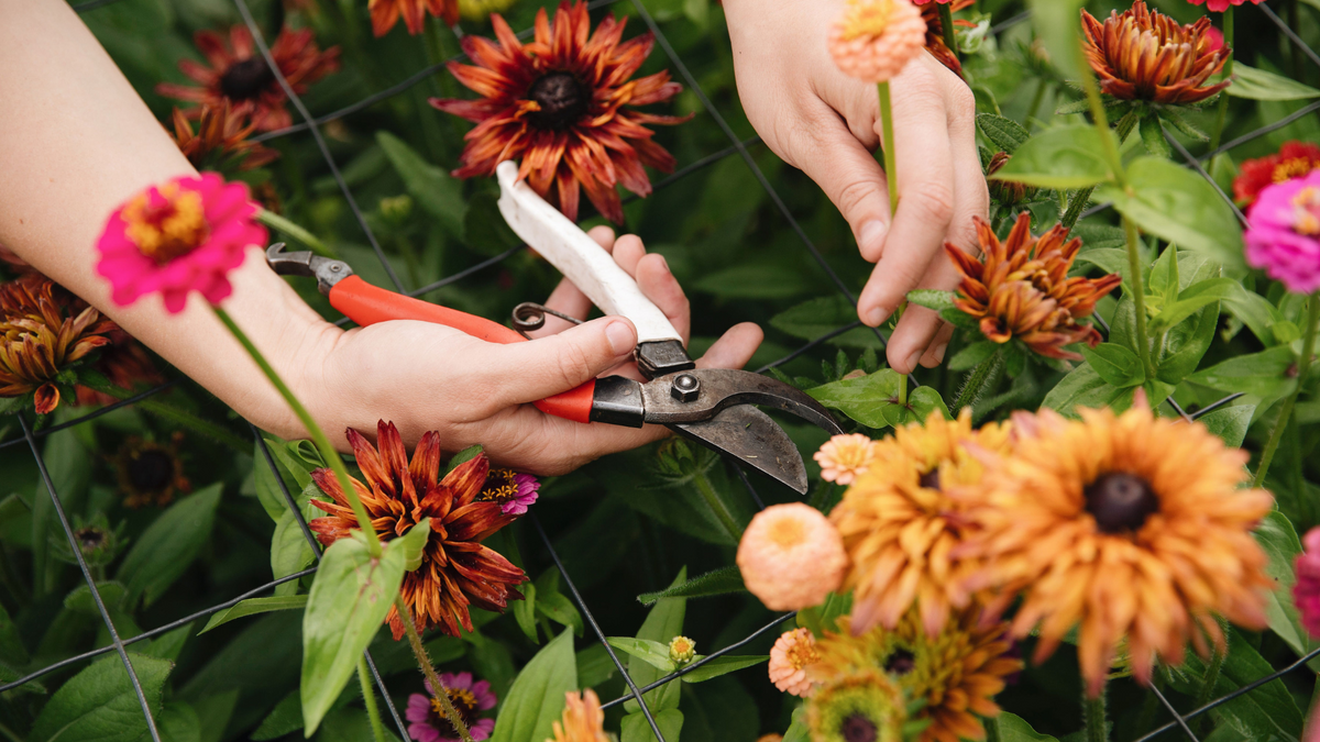 Pruning – PLUKKERS