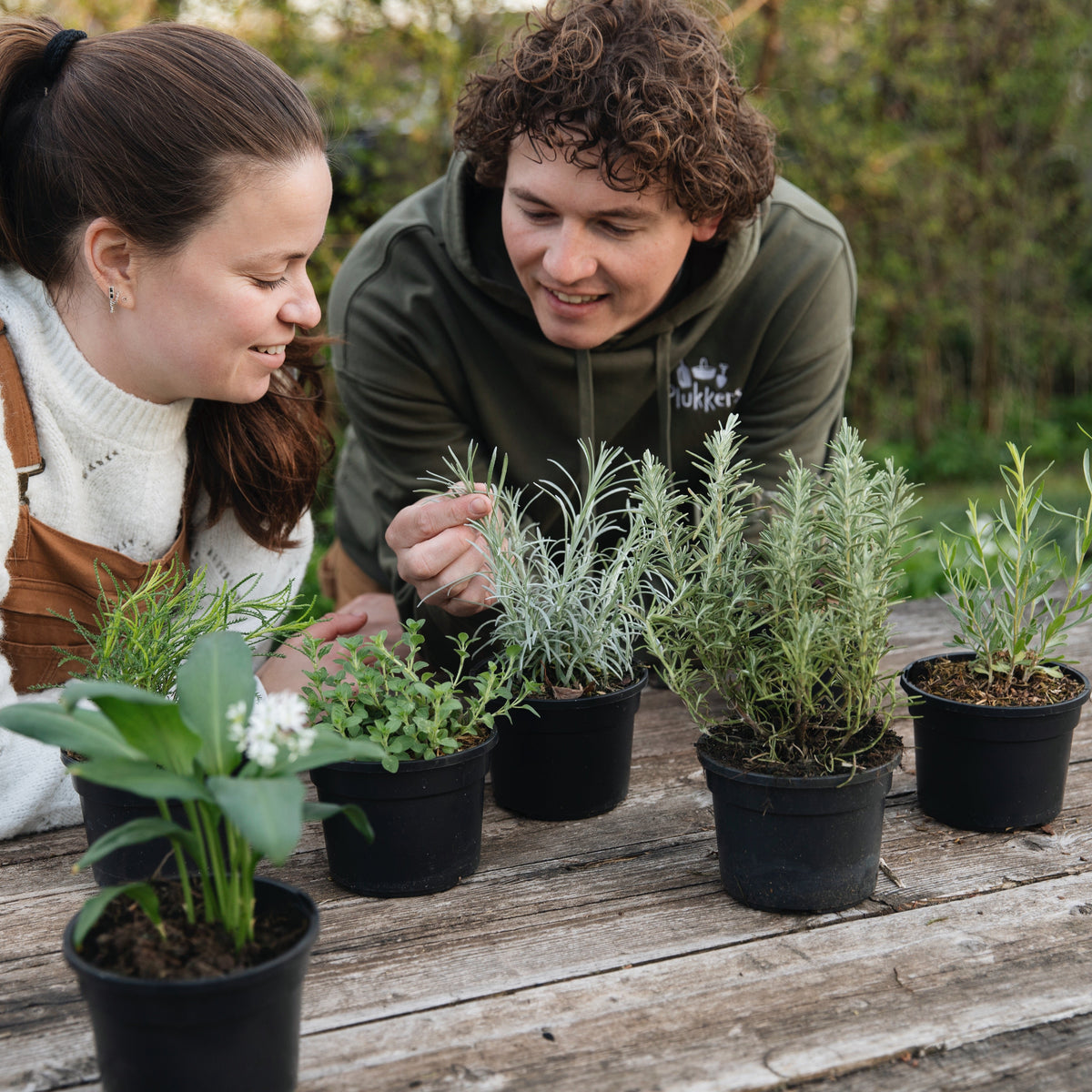 Buy vegetable garden plants | fresh, organic and ready for the garden ...