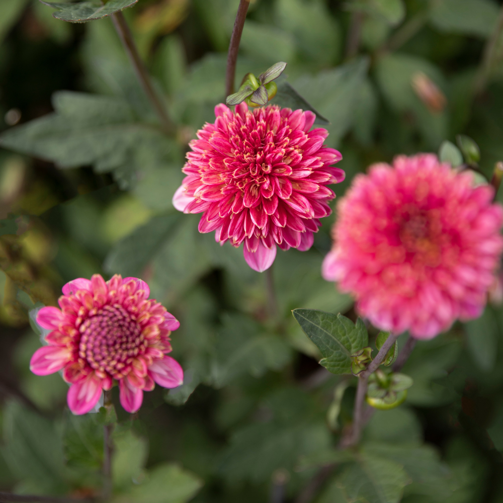 Dahlia 'Alyshia' – PLUKKERS