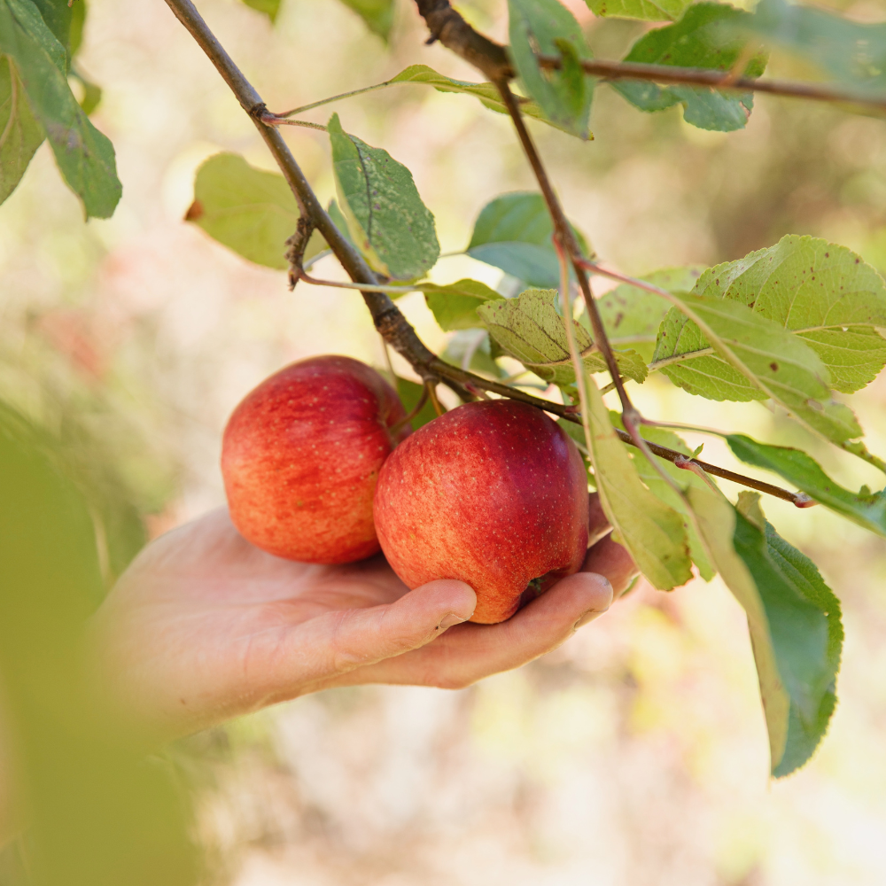 Low-stem apple tree 'Rode Boskoop' BIO – PLUKKERS
