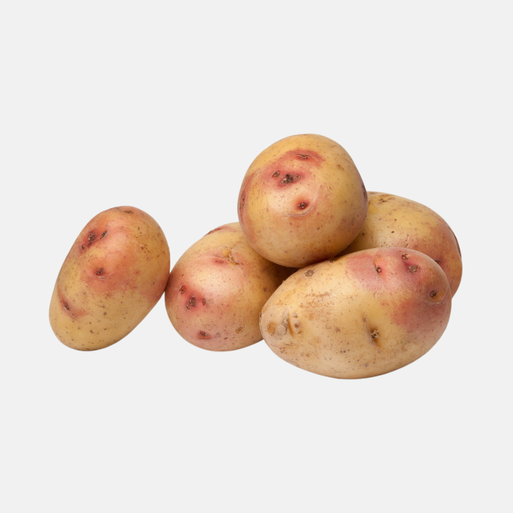 Pomme de terre de semence 'Carolus' BIO – PLUKKERS