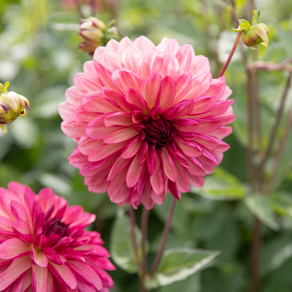 Dahlia 'Bacardi' – PLUKKERS