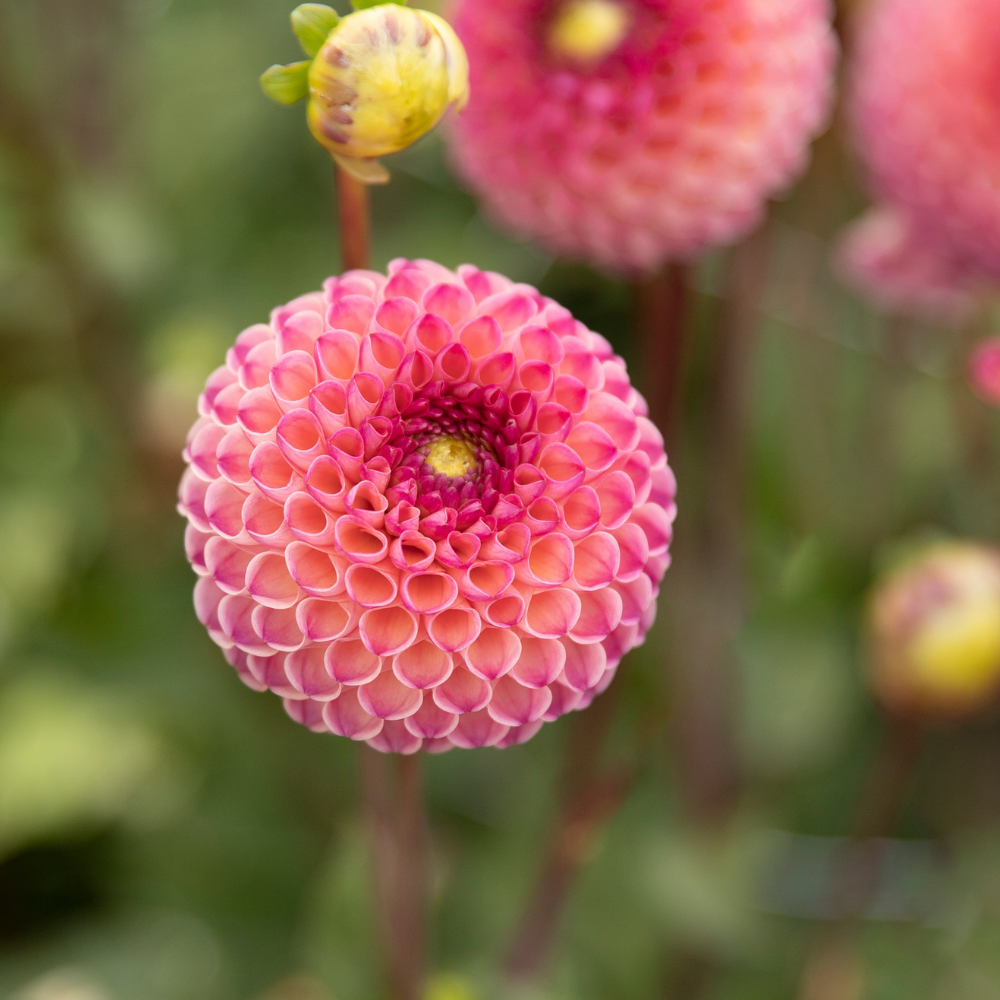 Dahlia 'Burlesca' – PLUKKERS