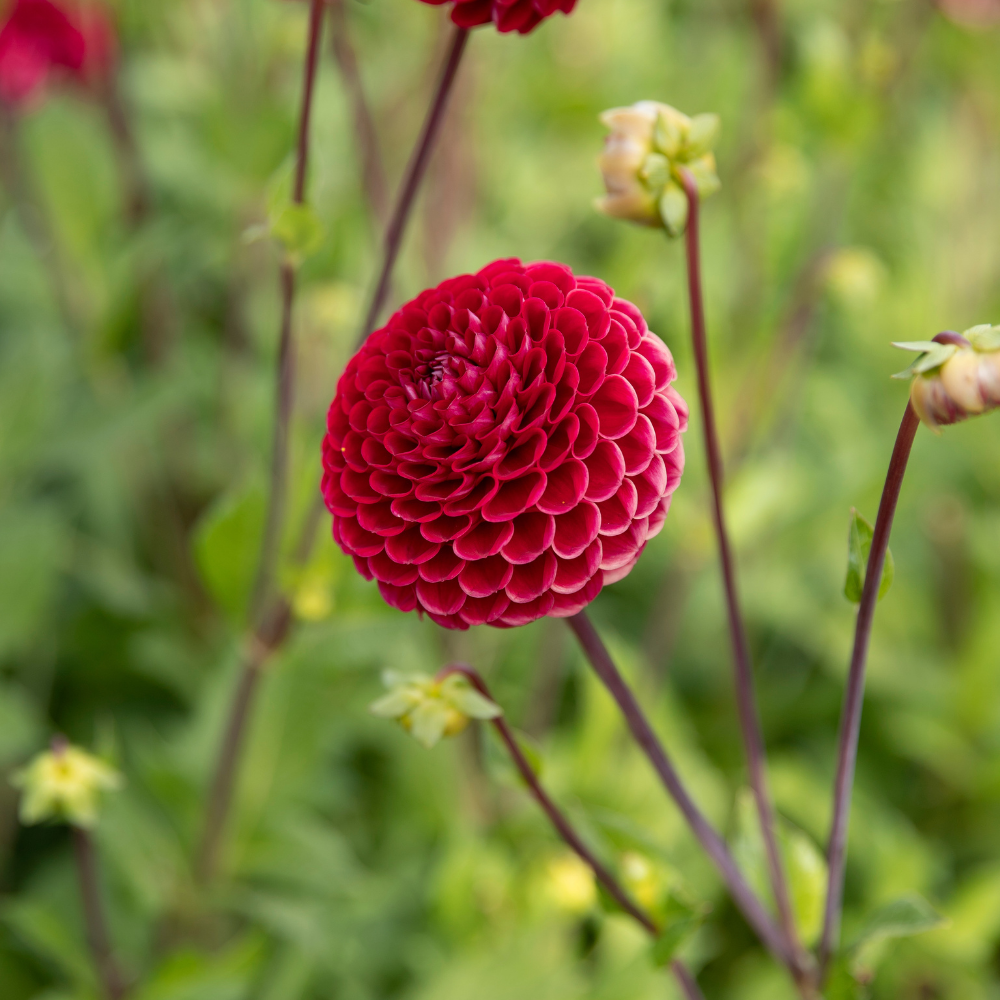 Dahlia 'Cornel' – PLUKKERS