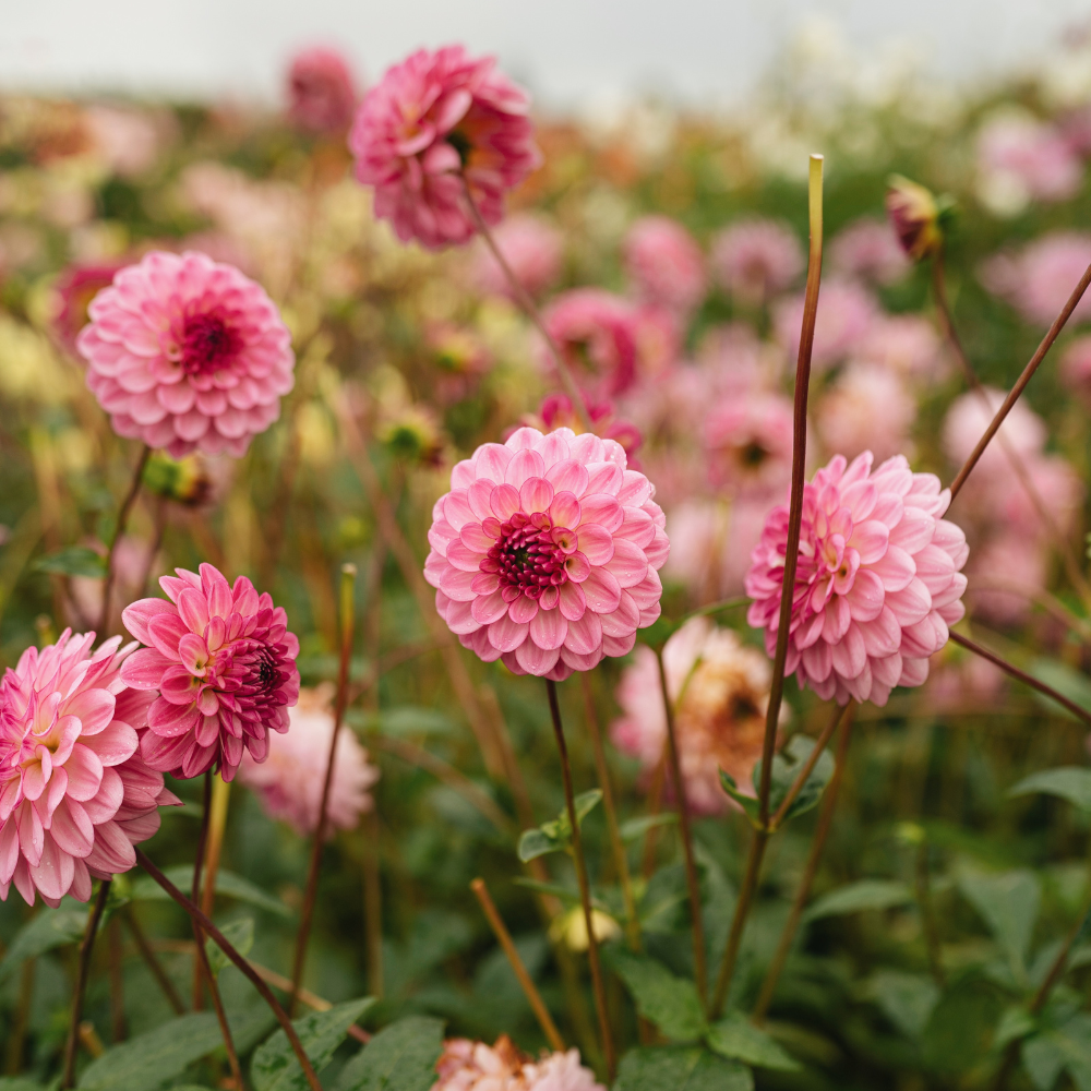 Dahlia - « Le rêve de Lenny » – Plukkers.com