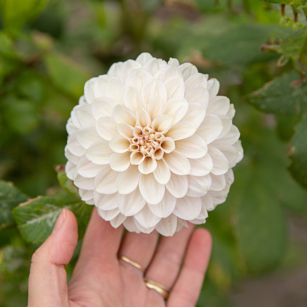 Dahlia 'Christo' – PLUKKERS