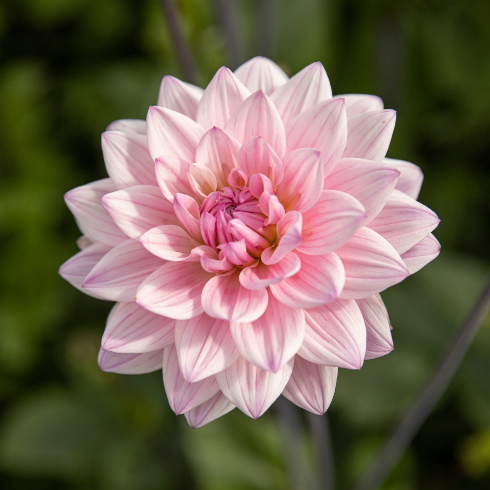 Dahlia 'Karma Prospero' – PLUKKERS