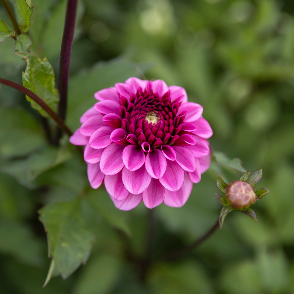 Dahlia 'Lizzy la rieuse' – PLUKKERS