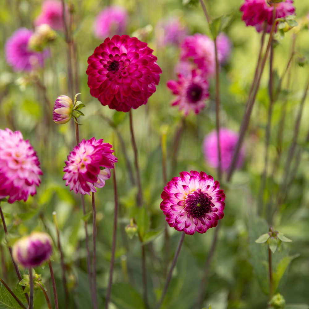 Dahlia 'Petit Robert' – PLUKKERS