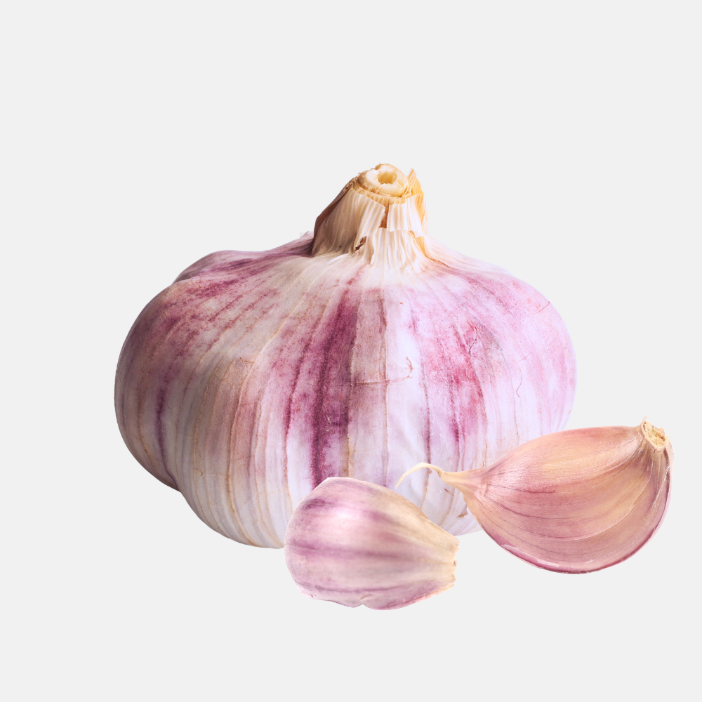 Purple Plant Garlic 'Morado' (hardneck) BIO – Plukkers.com