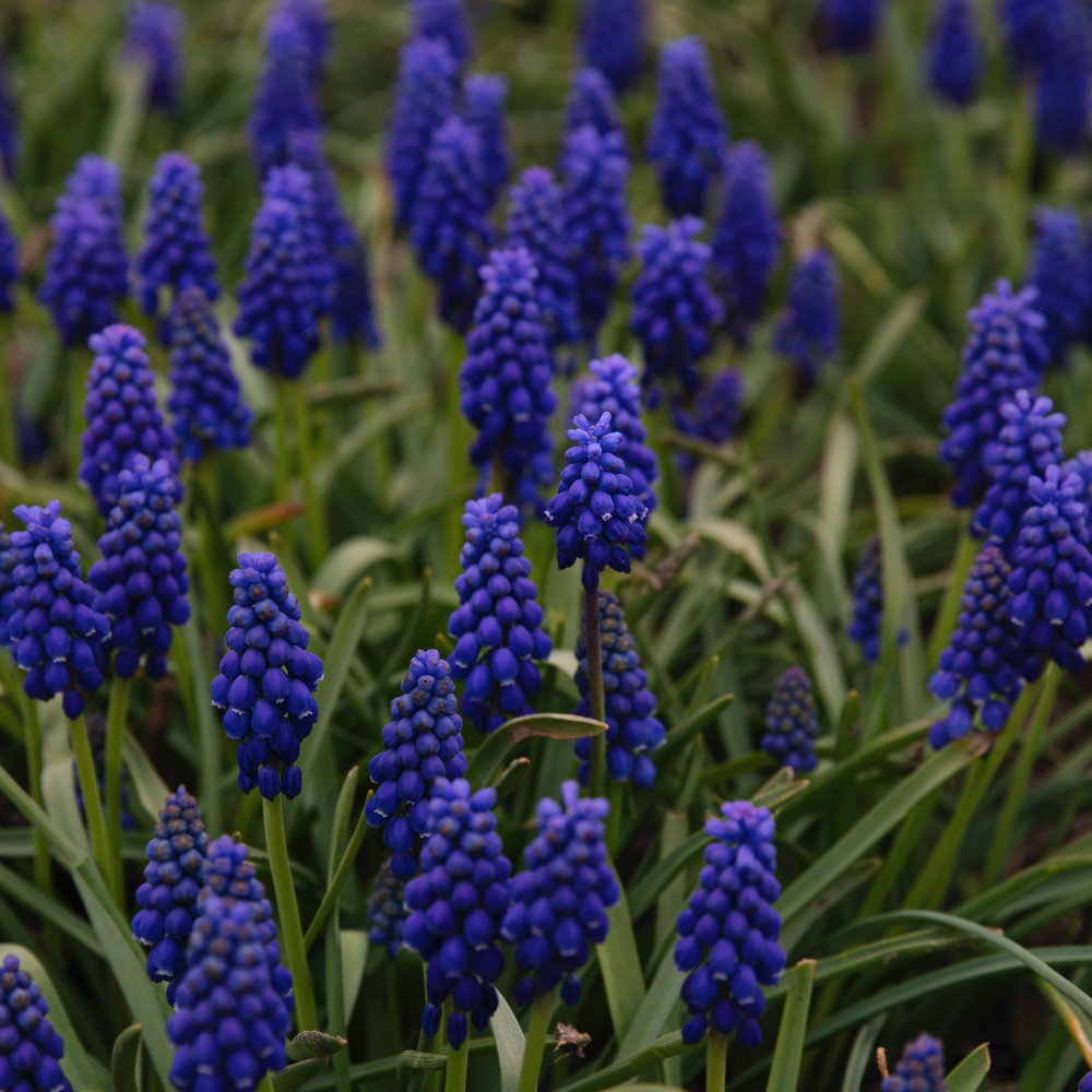 Muscari (grape hyacinths) 'armeniacum' BIO – Plukkers.com