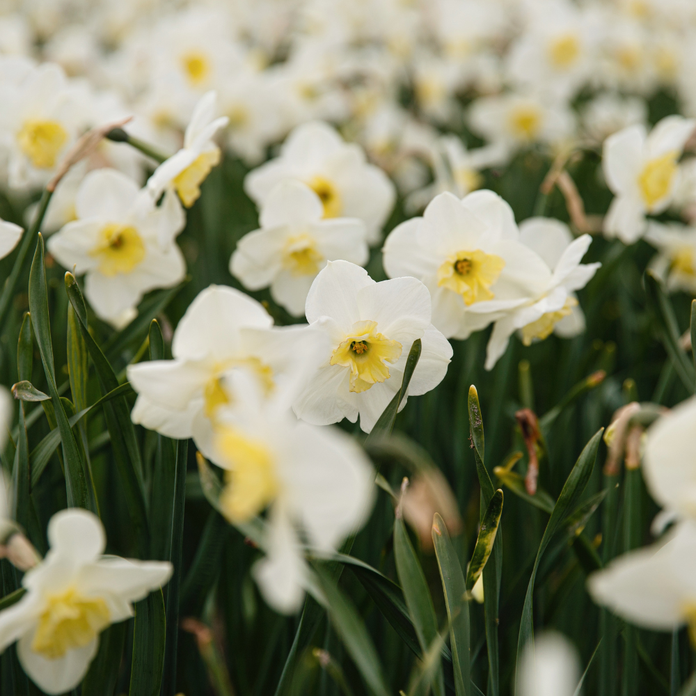 Narcissus 'Papillon Blanc' BIO – PLUKKERS