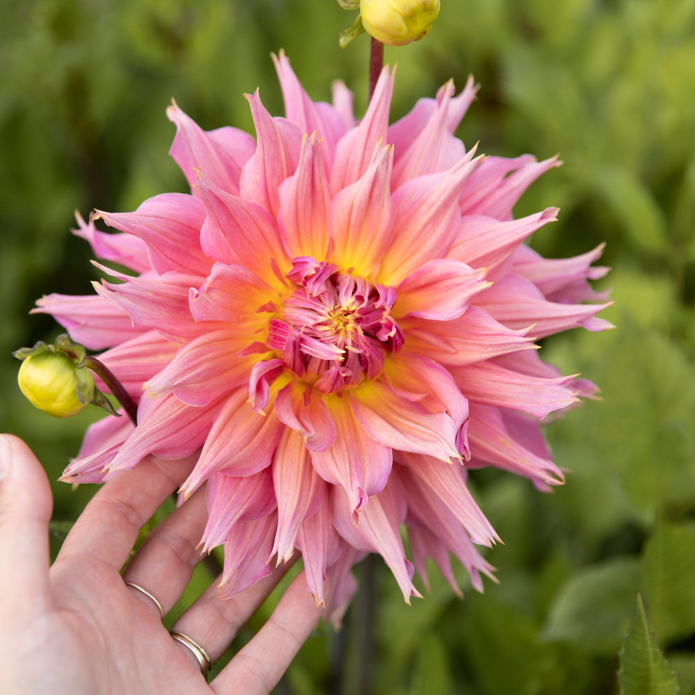 Dahlia 'Omega' – PLUKKERS