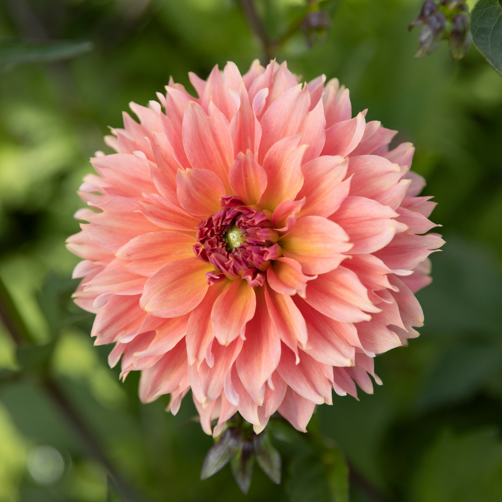 Dahlia 'Orange Fubuki' – Plukkers.com