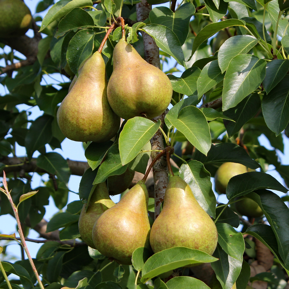 Pear tree 'Doyenné du Comice' BIO – Plukkers.com
